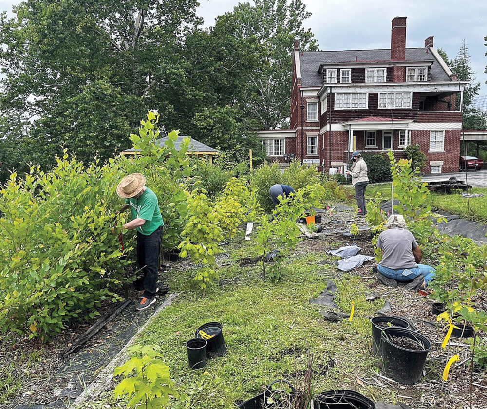 Elkins Tree Board announces Adopt-A-Tree program’s return | News ...